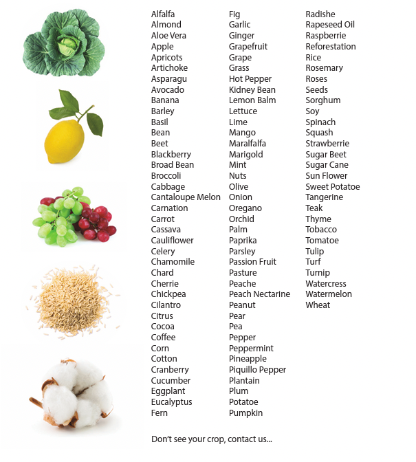 Which Crops Benefit From Silicon? – SoluSil