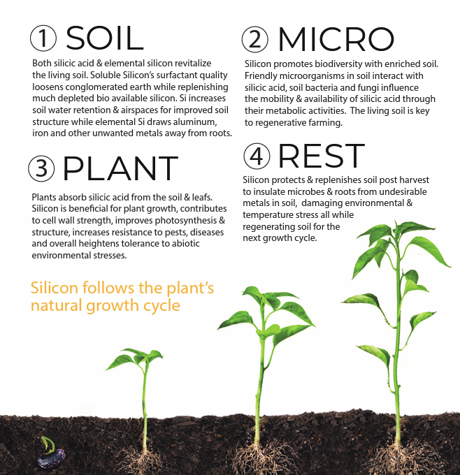 The Silicon Cycle – SoluSil