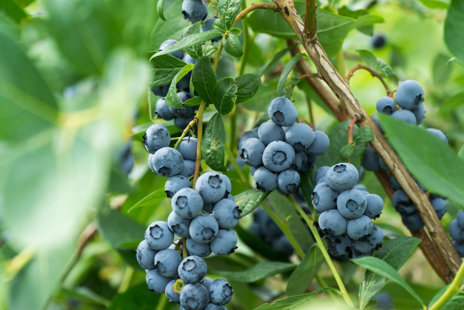 SoluSil™ Silicon Farming