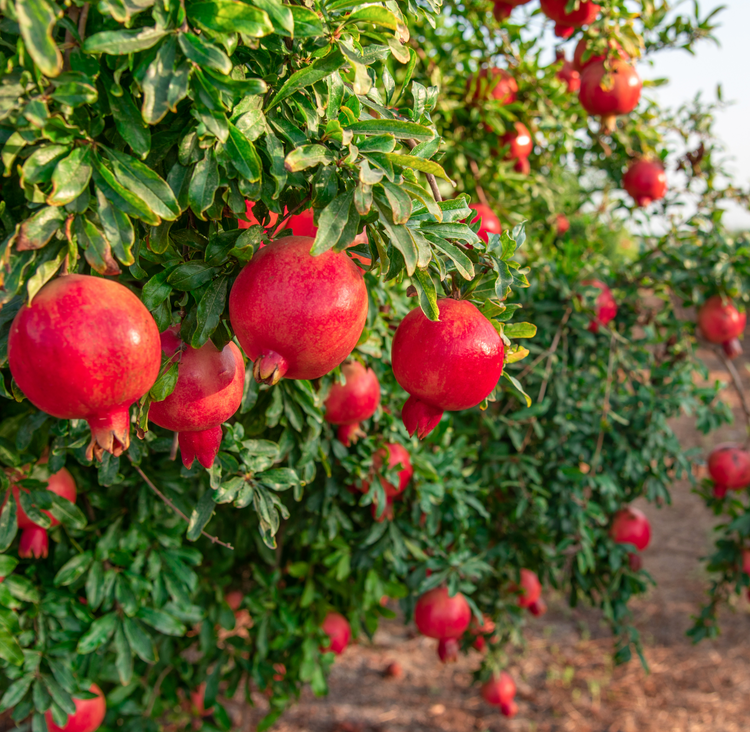 The Silicon Cycle – SoluSil