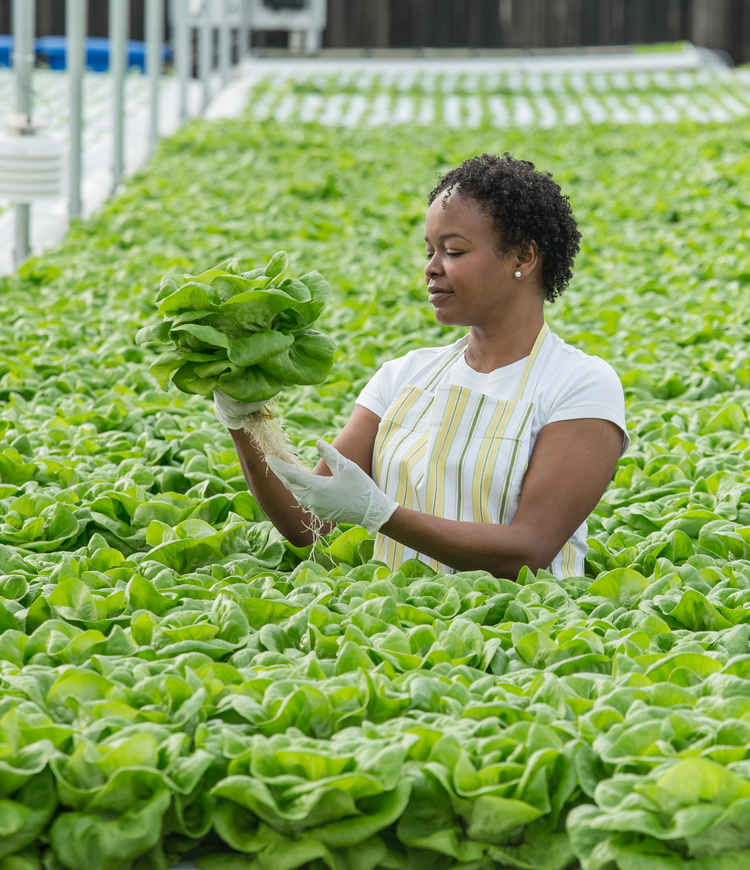 About Us – SoluSil